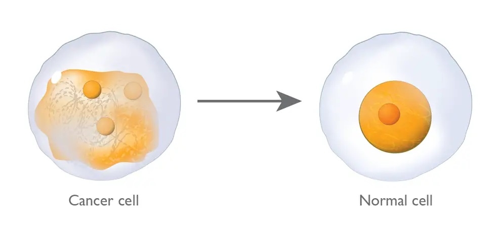 New method turns cancer cells into healthy cells